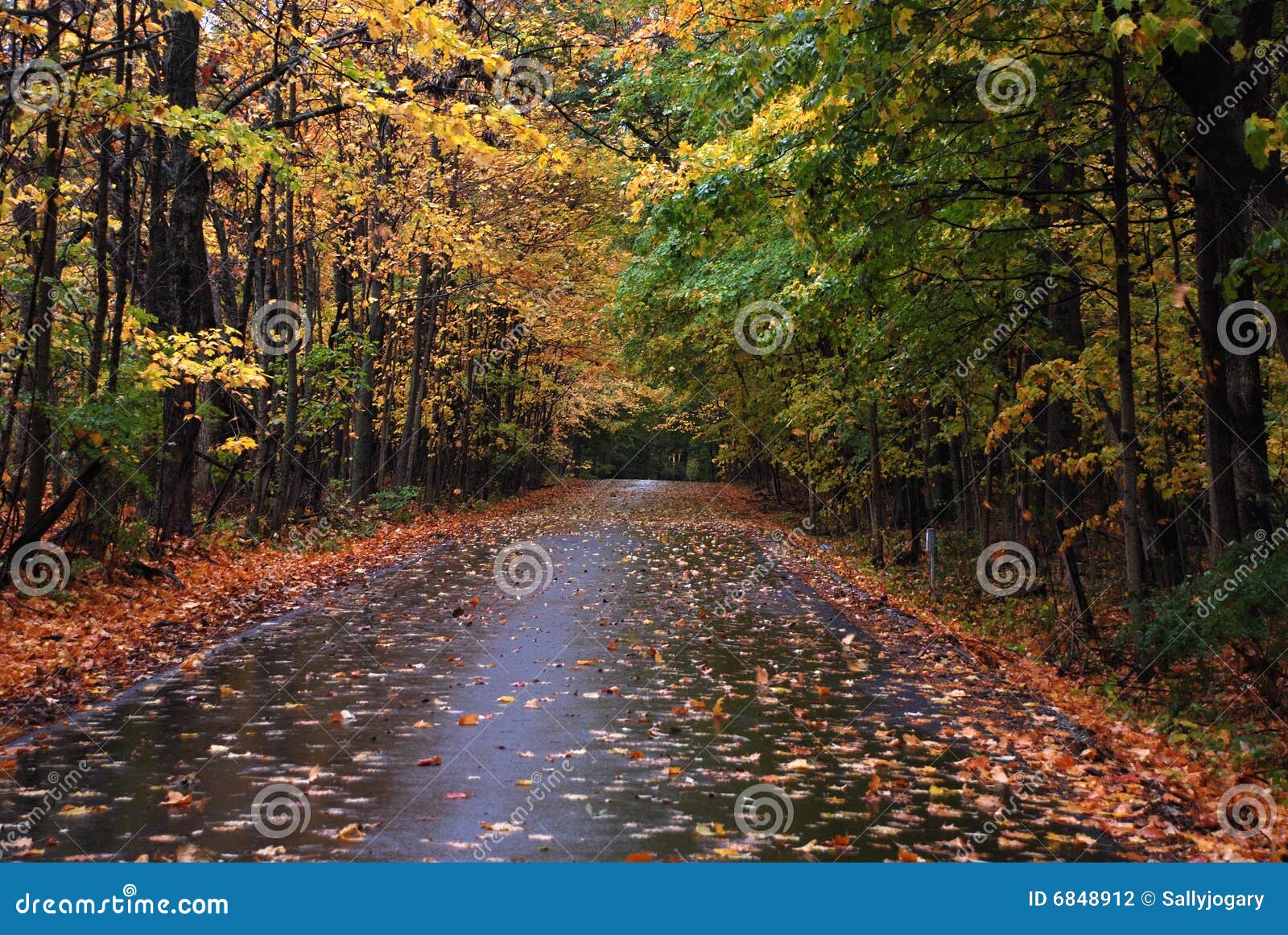Fall road stock photo. Image of dark, leaf, branch, clouds - 6848912
