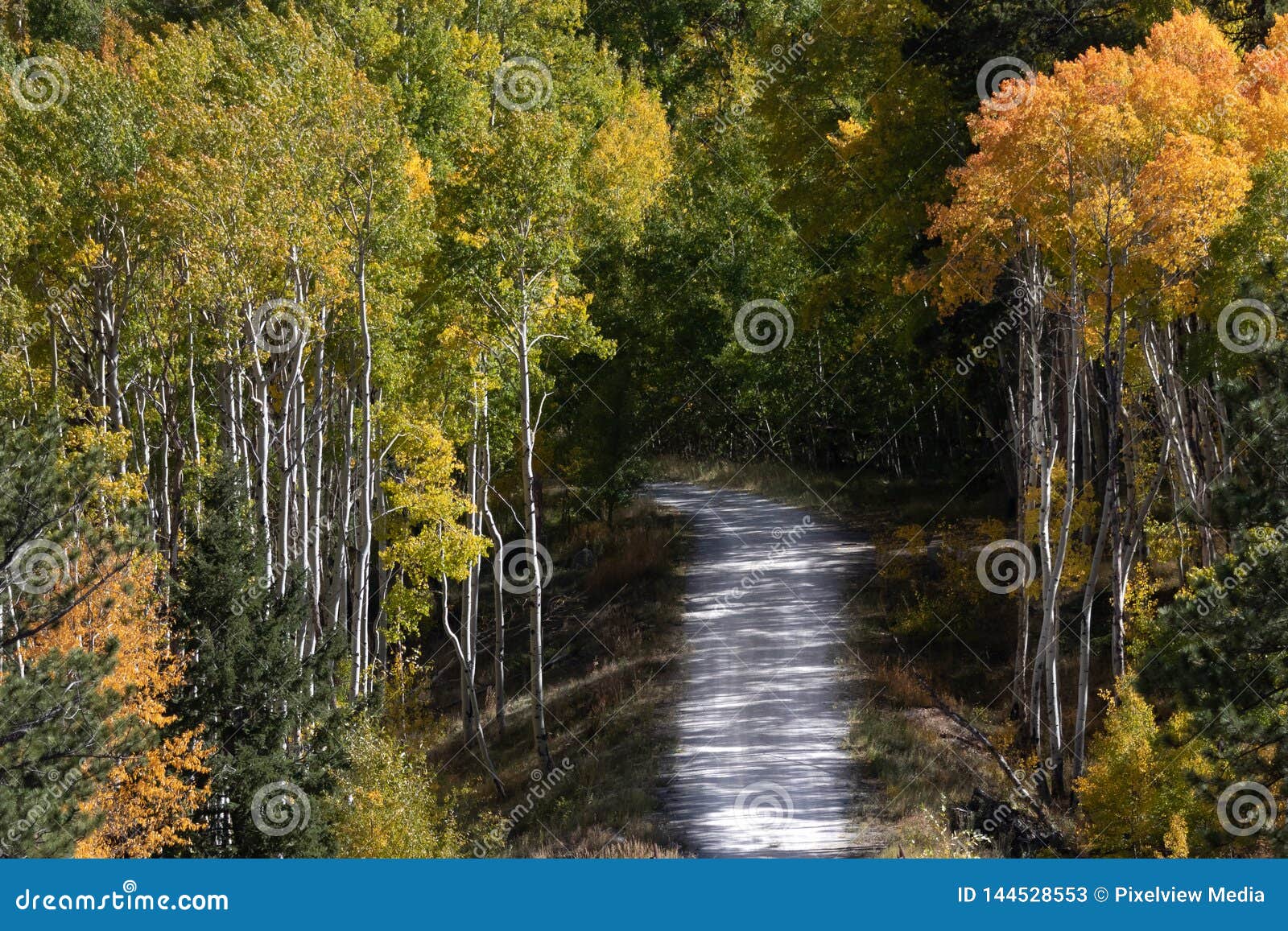 Fall Road through Aspen Forest Stock Image - Image of view, aspens ...