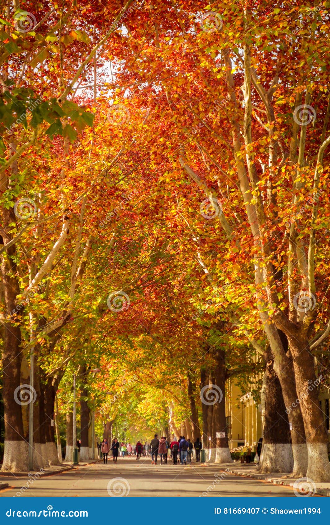 Fall road in college 4 editorial photography. Image of colour - 81669407