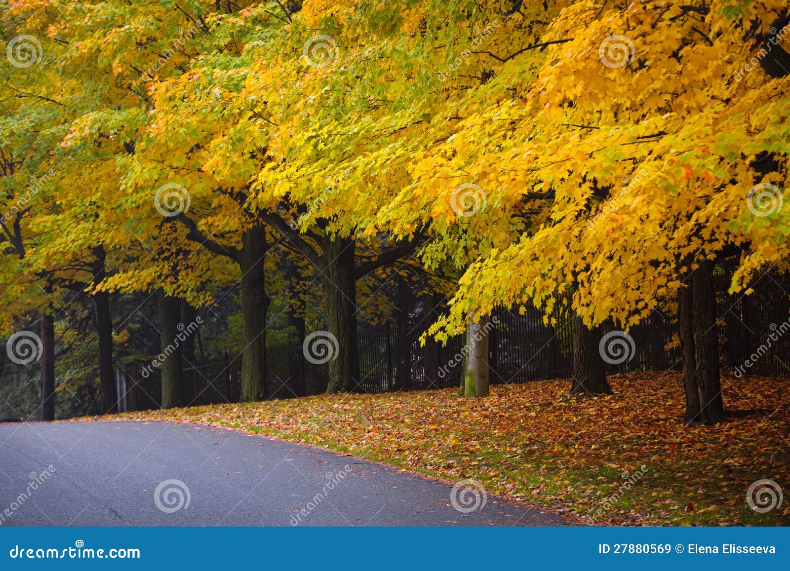 Fall Road with Colorful Trees Stock Image - Image of leafs, maple: 27880569