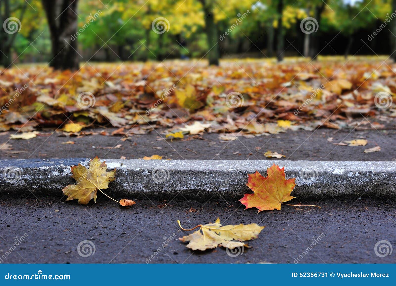 Fall, Road, Curb stock image. Image of yellow, road, trees - 62386731