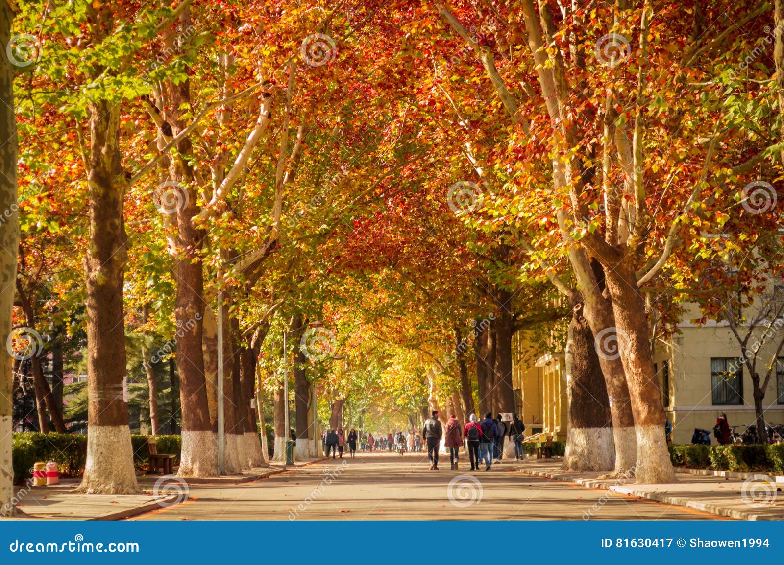 Fall road scene in college editorial photography. Image of autumn ...