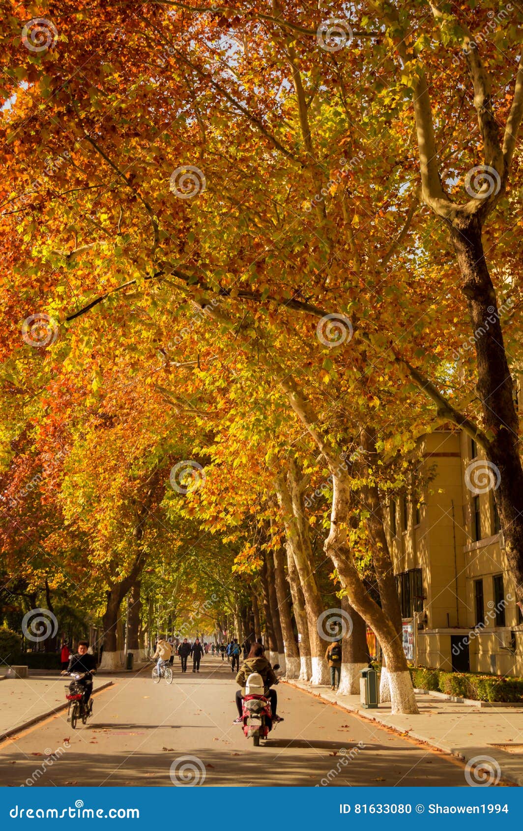 Fall Road Scene in College 2 Editorial Image - Image of flame, bright ...