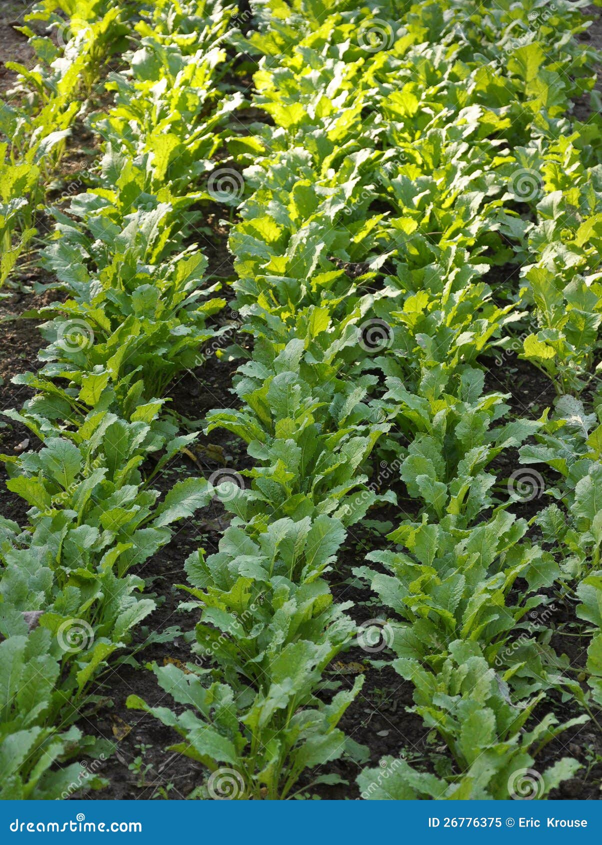 Fall Root Vegetables stock image. Image of cultivate - 26776375