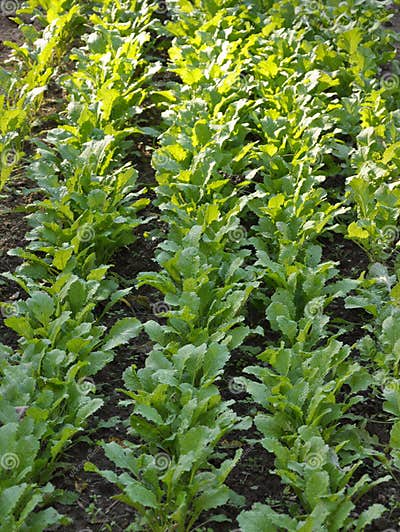 Fall Root Vegetables stock image. Image of cultivate - 26776375