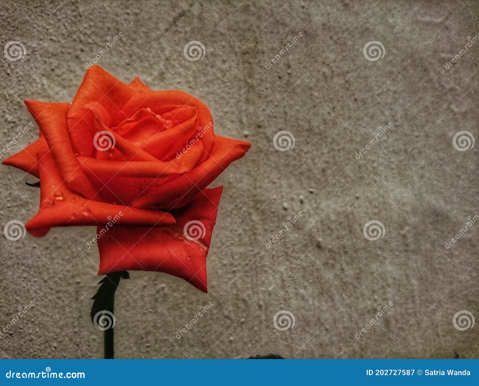 Fall of rose stock image. Image of rose, fall, plant - 202727587