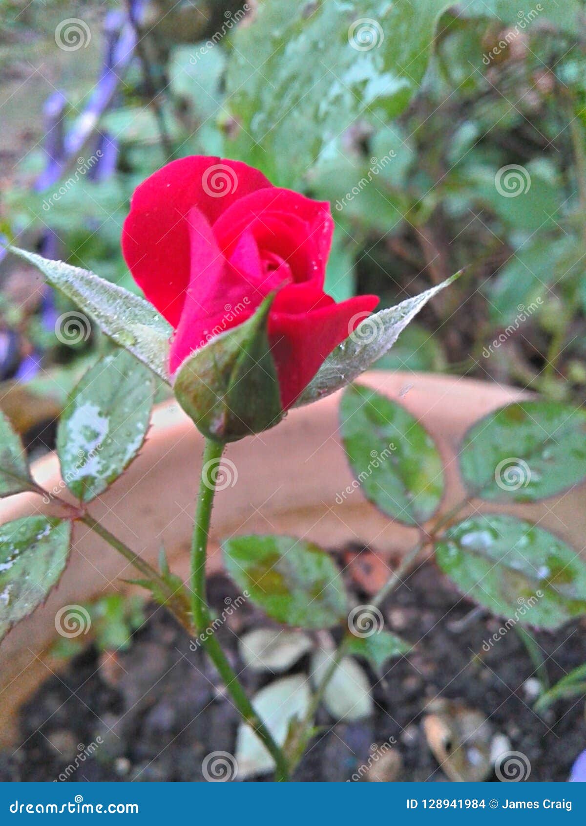 Fall rose stock photo. Image of garden, flower, fall - 128941984