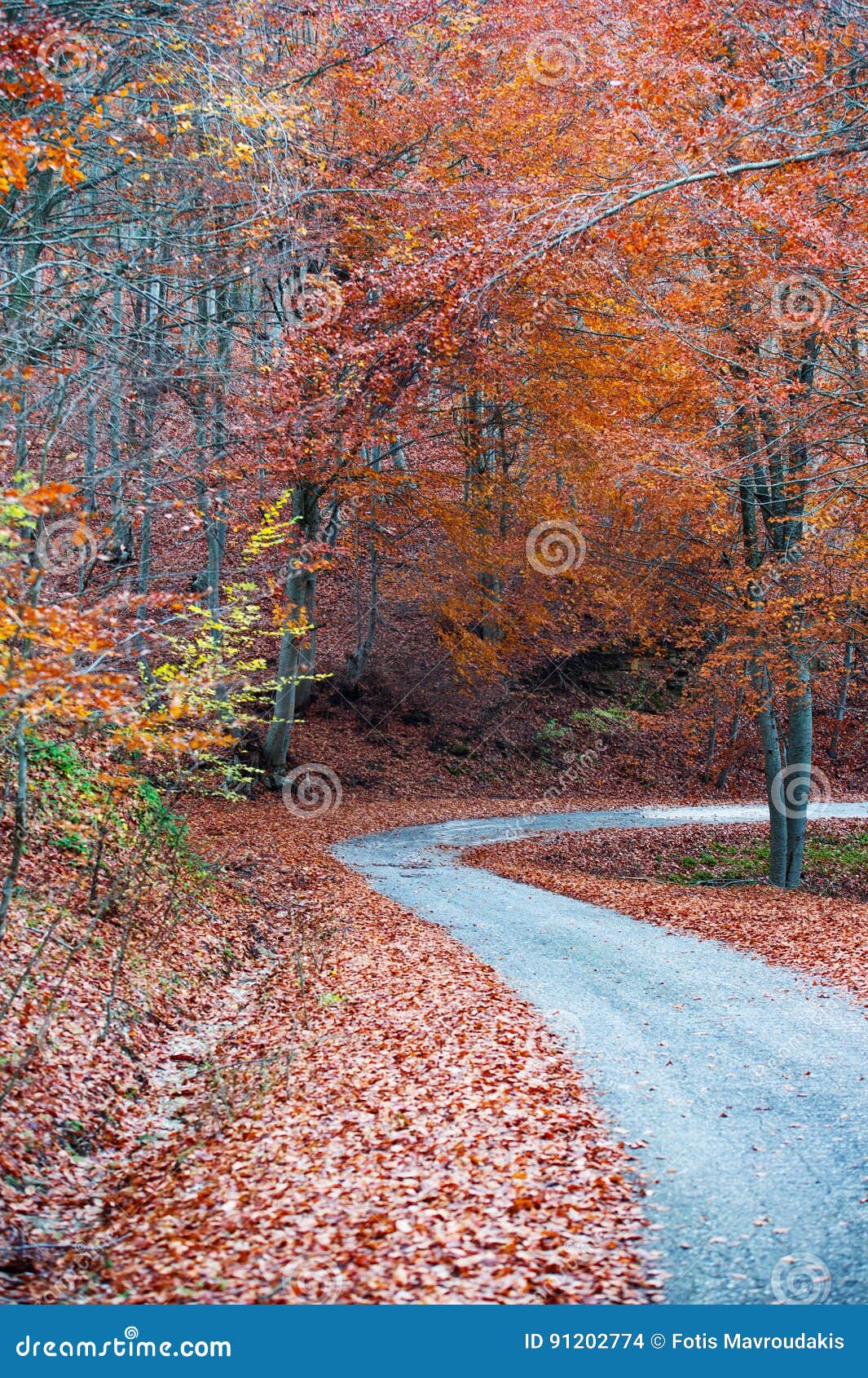 Fall rural road stock photo. Image of colorful, dreams - 91202774