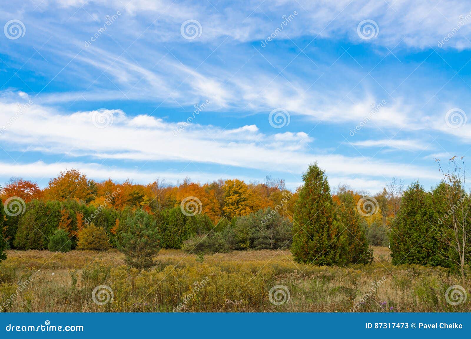 Fall`s colorful trees stock image. Image of ontario, trees - 87317473