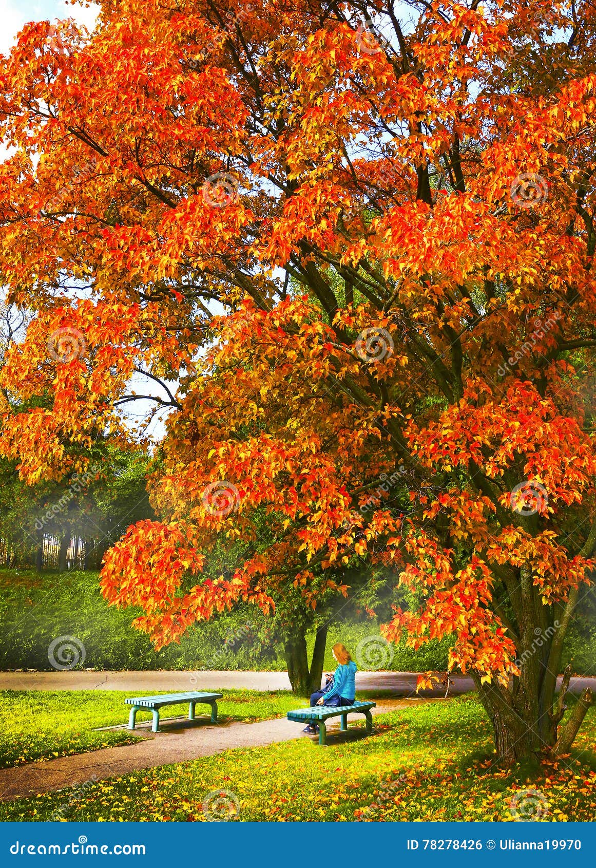 Fall Sceen with Poplar Tree Bench and Girl Stock Photo - Image of ...