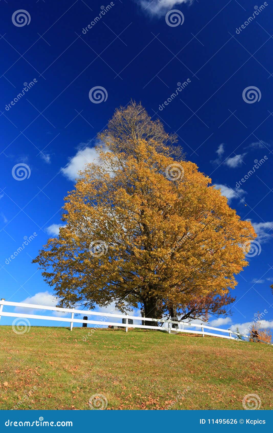 Fall scene stock photo. Image of blue, environment, leaves - 11495626