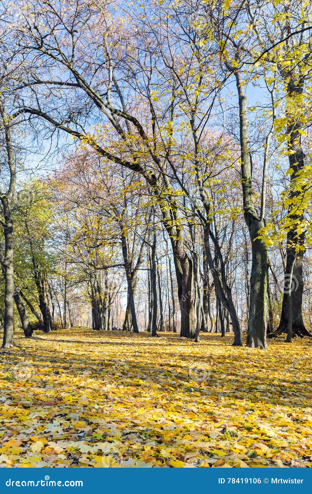 Fall Scene in Autumn Park with Bare Trees on Blue Sky Background Stock ...