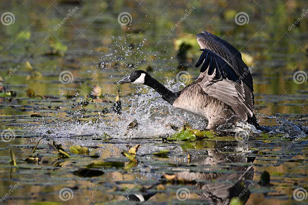 Fall Scene of a Canada Goose with Wings Spread Touching Down in a Marsh ...