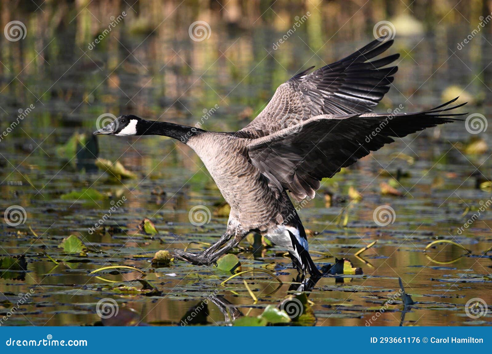 Fall Scene of a Canada Goose with Wings Spread Touching Down in a Marsh ...