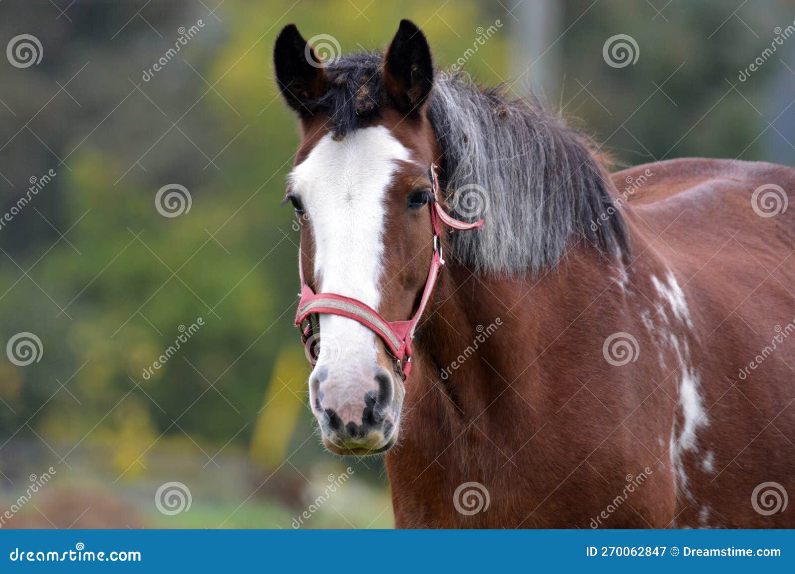 Fall Scene of a Clydesdale Horse with Burdocks in Mane Stock Image ...