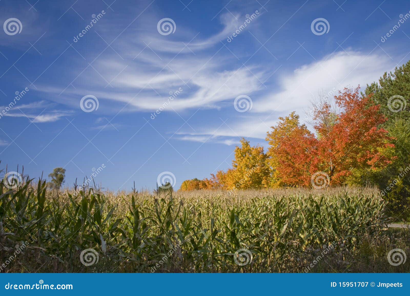 Fall scene with corn field stock image. Image of corn - 15951707