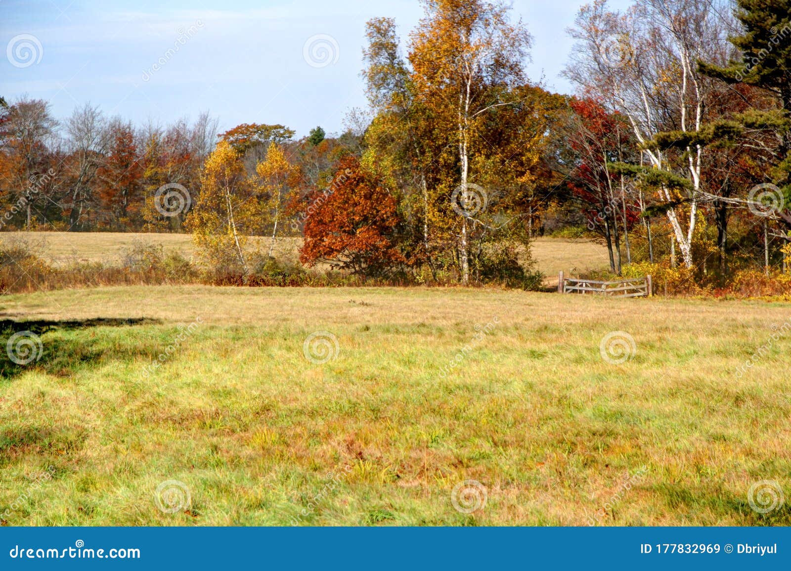 Fall Scene with Field and Colorfull Leaves Stock Image - Image of ...