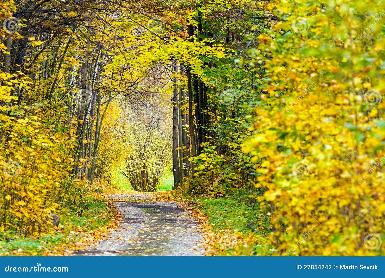 Fall Scene On Forest Road Stock Photography - Image: 27854242
