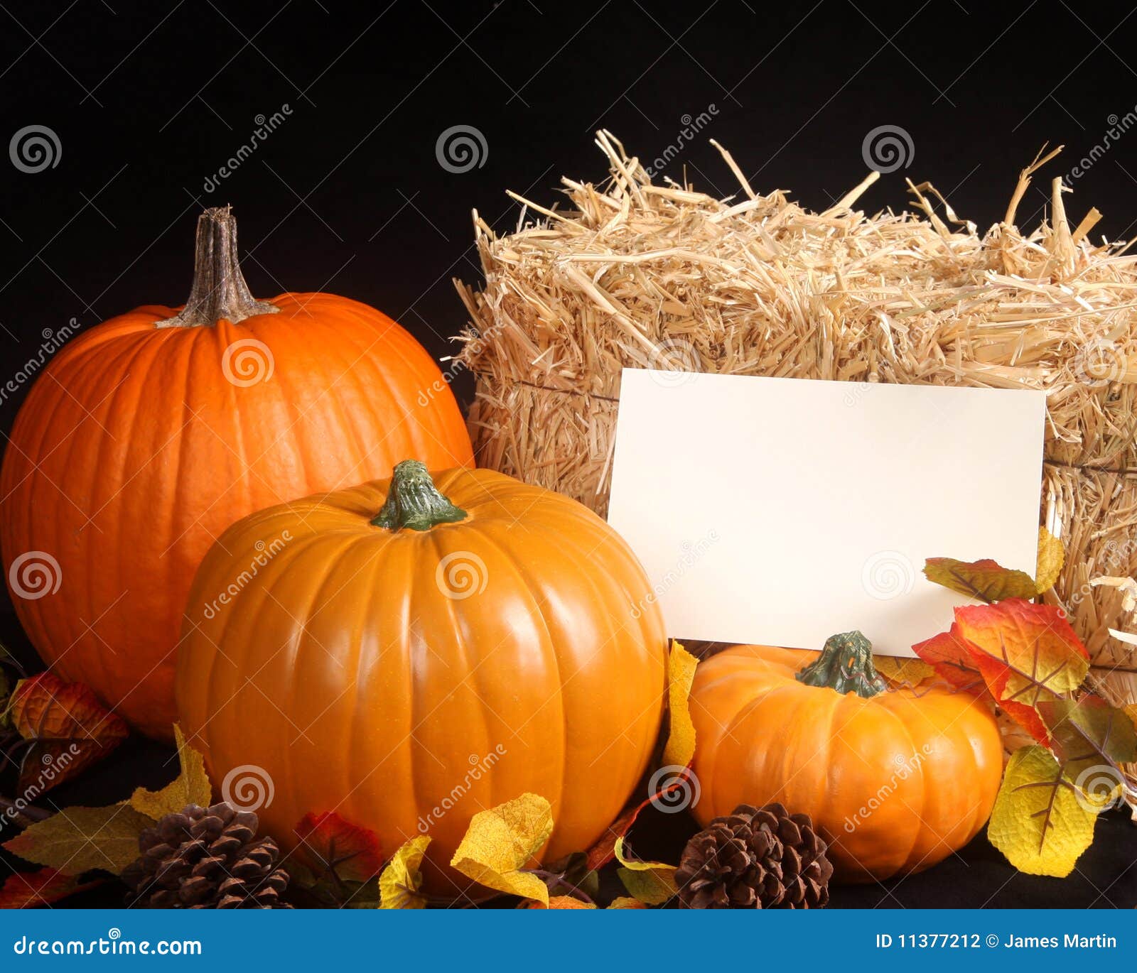 Fall Scene with Pumpkins on a Black Background Stock Photo - Image of ...