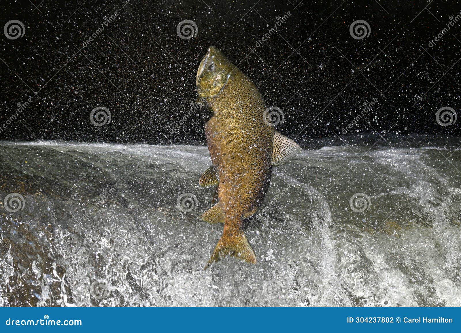 Fall Scene of a Salmon Jumping Up a Fish Ladder Stock Photo - Image of ...