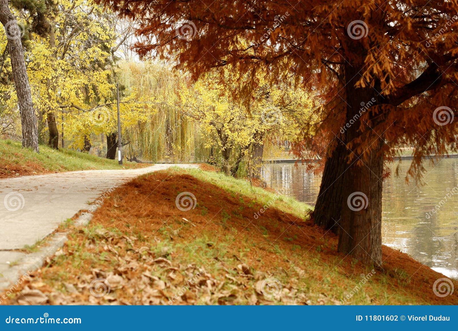 Autumn Fall Scenery in Park Stock Photo - Image of nature, natural ...