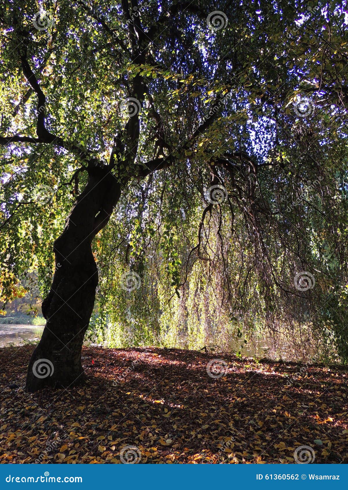 Fall scenery tree stock photo. Image of fall, hanging - 61360562