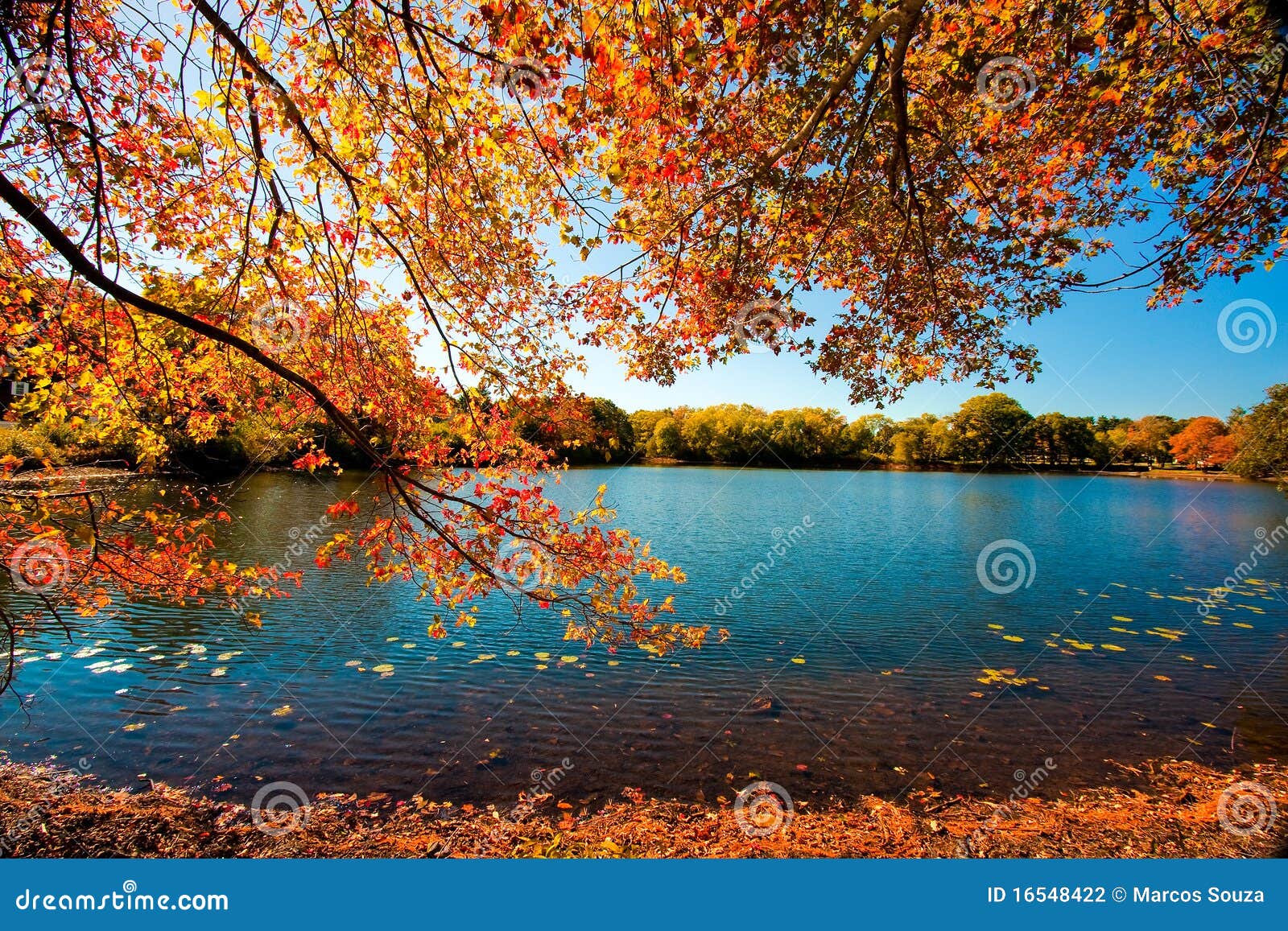 Fall Season stock photo. Image of fauna, fish, fishing - 16548422