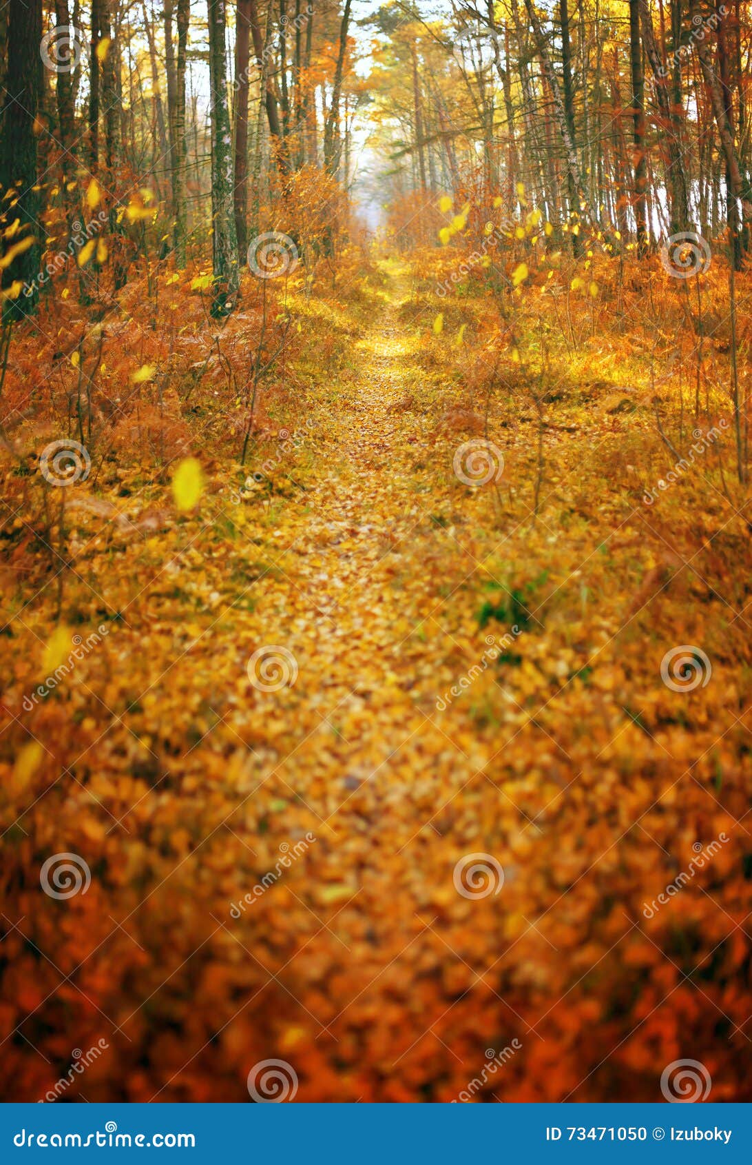 Fall Season Autumn Park Path Abstract Background Vertical Panorama ...