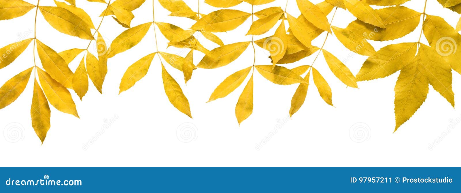 Fall Season Background, Yellow Rowan Leaves Stock Image - Image of ...