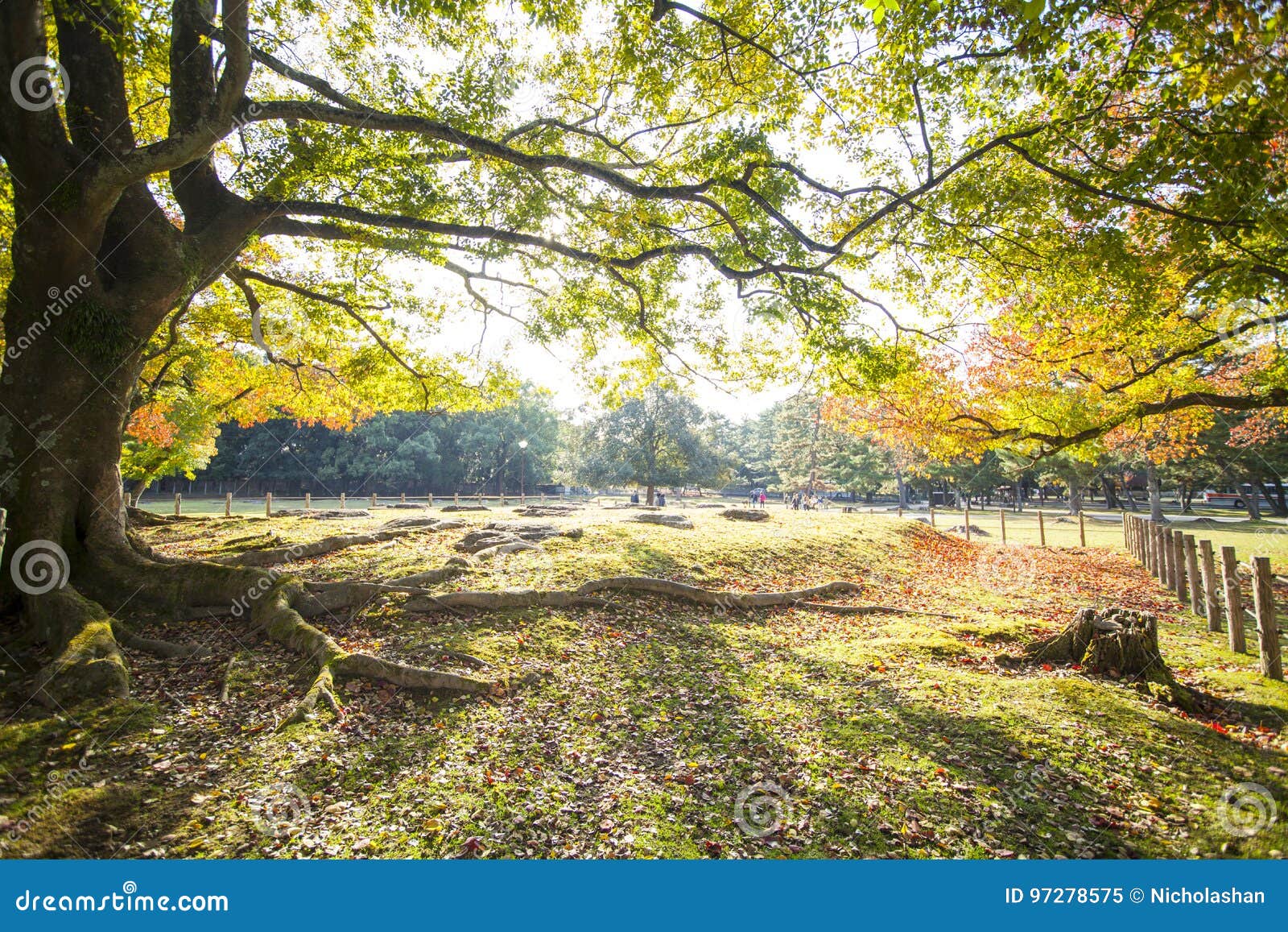 Fall Season with Beautiful Maple Color at Nara Park, Japan Stock Image ...