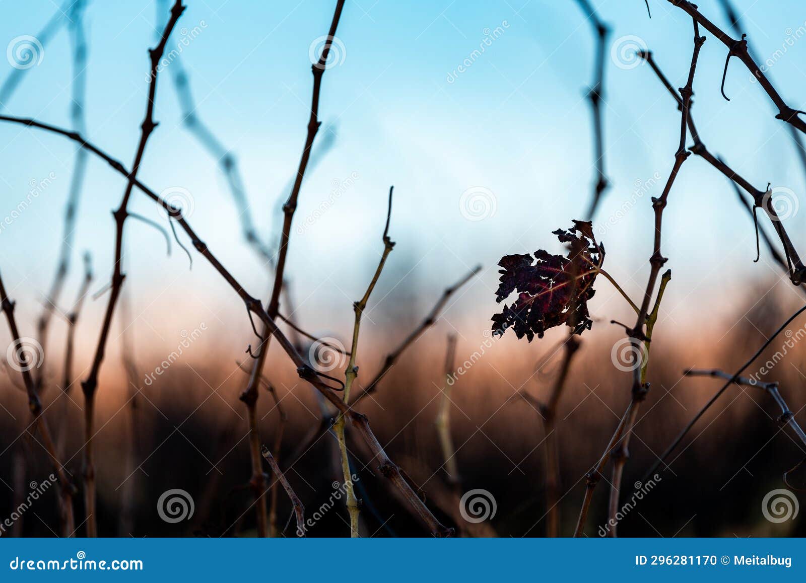 Fall Season Brown Lonely Leave Stock Photo - Image of back, nature ...