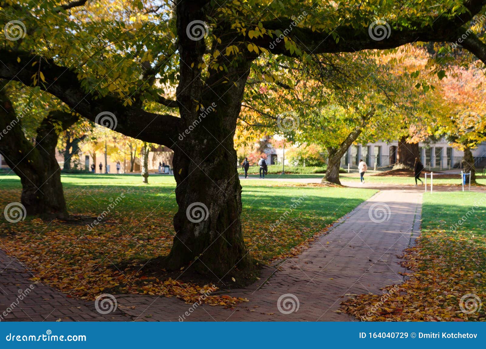 Fall Season with Cherry Trees in Quad Square in University Campus Stock ...