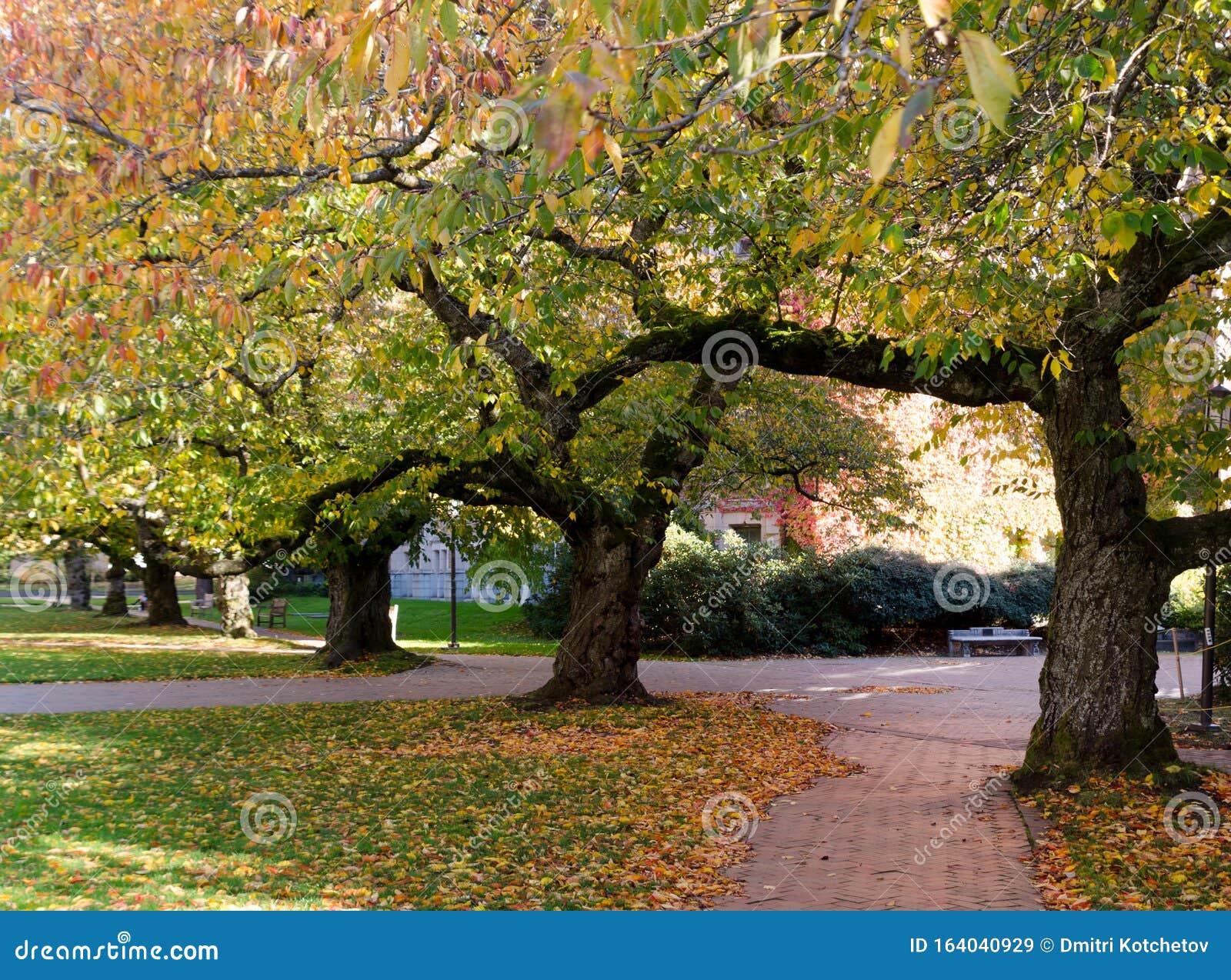 Fall Season with Cherry Trees in Quad Square in University Campus Stock ...