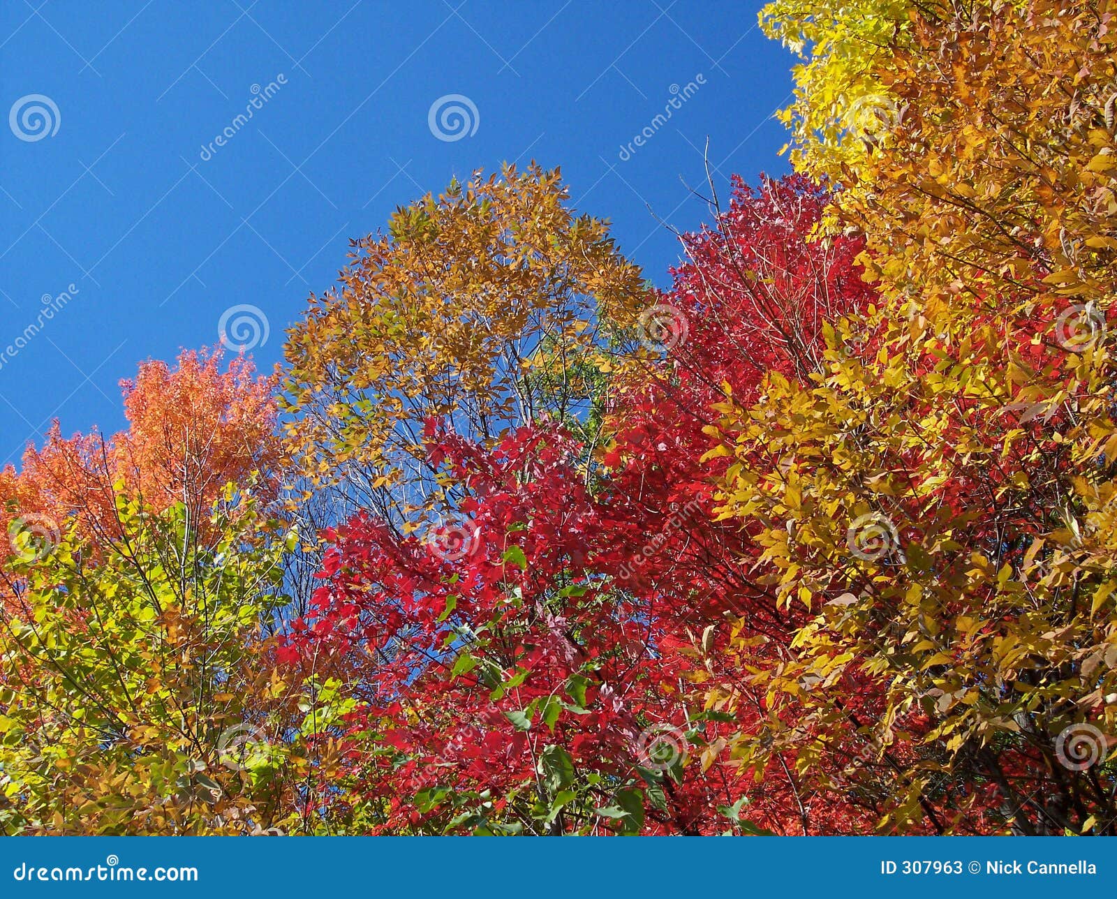 Fall Season Colors stock image. Image of colour, colors - 307963