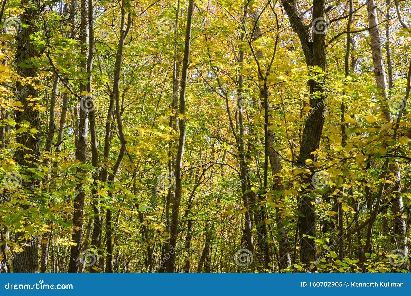 Fall Season Colors in a Deciduous Forest Stock Image - Image of october ...