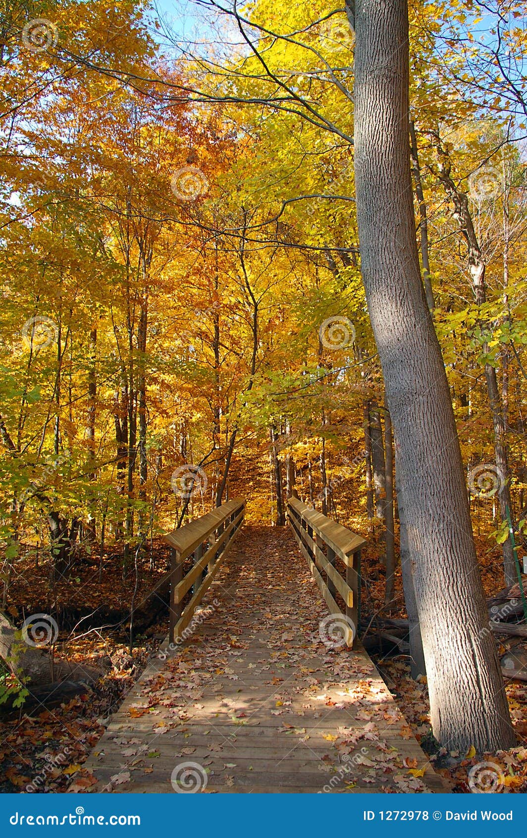 Fall Season Colors Trail stock photo. Image of season - 1272978