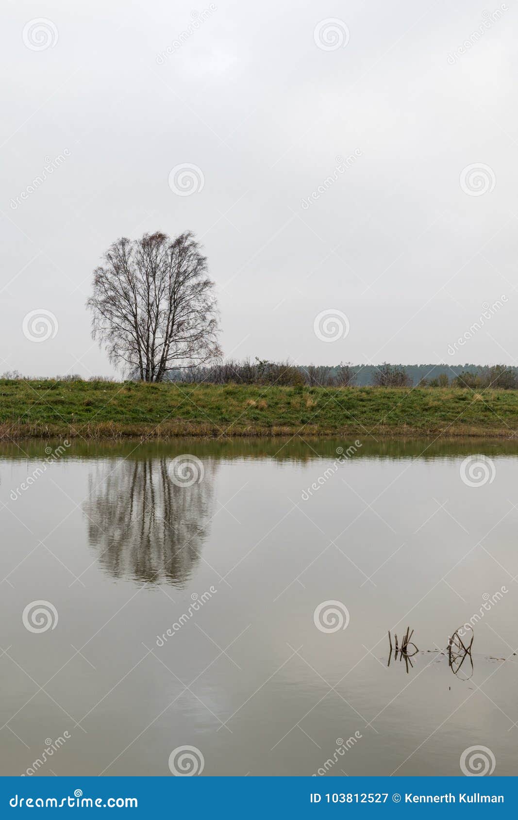 Solitude Bare Tree Reflecting in the Water Stock Image - Image of ...