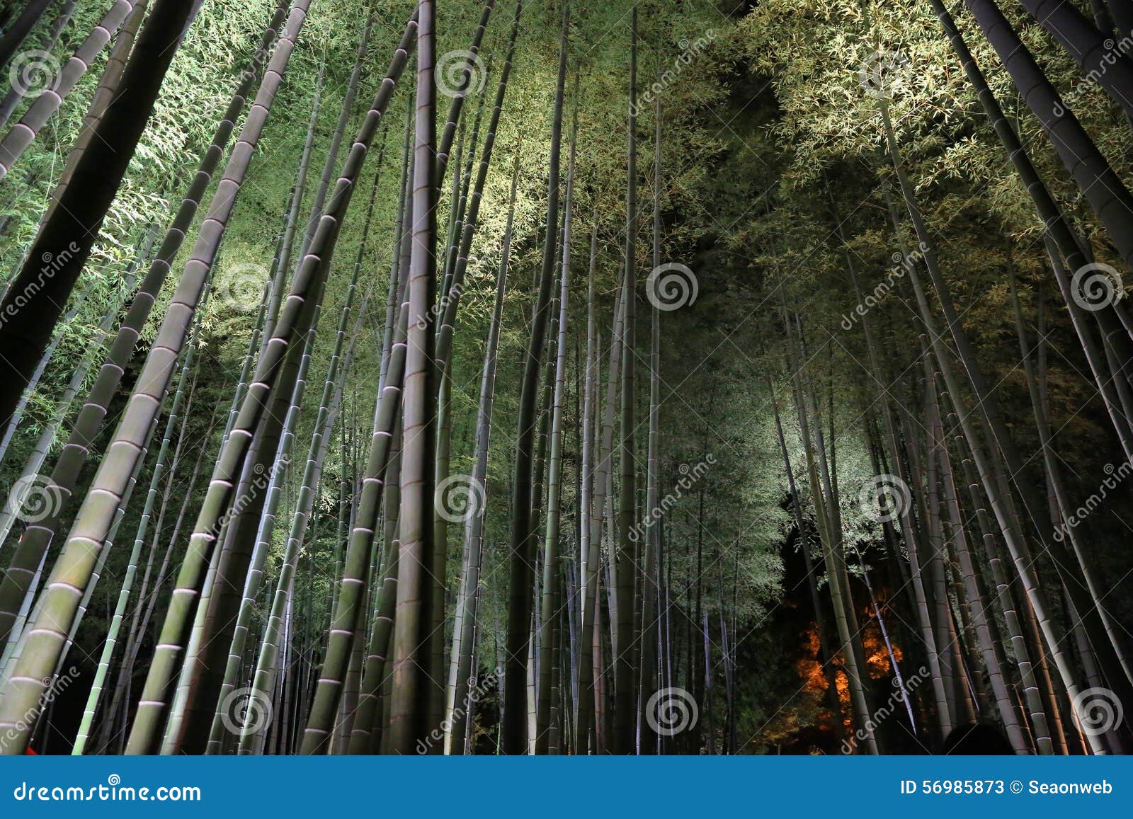 Fall Season of Kodaiji Night Bamboo Kyoto Stock Image - Image of sagano ...
