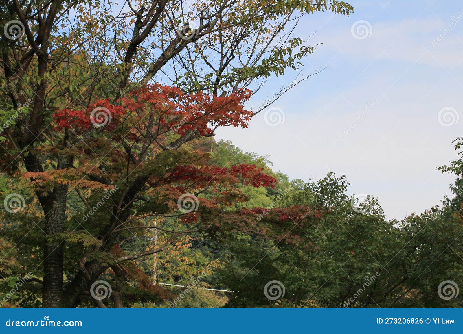 Fall Season Leaves of the Japanese Maple Editorial Photo - Image of ...