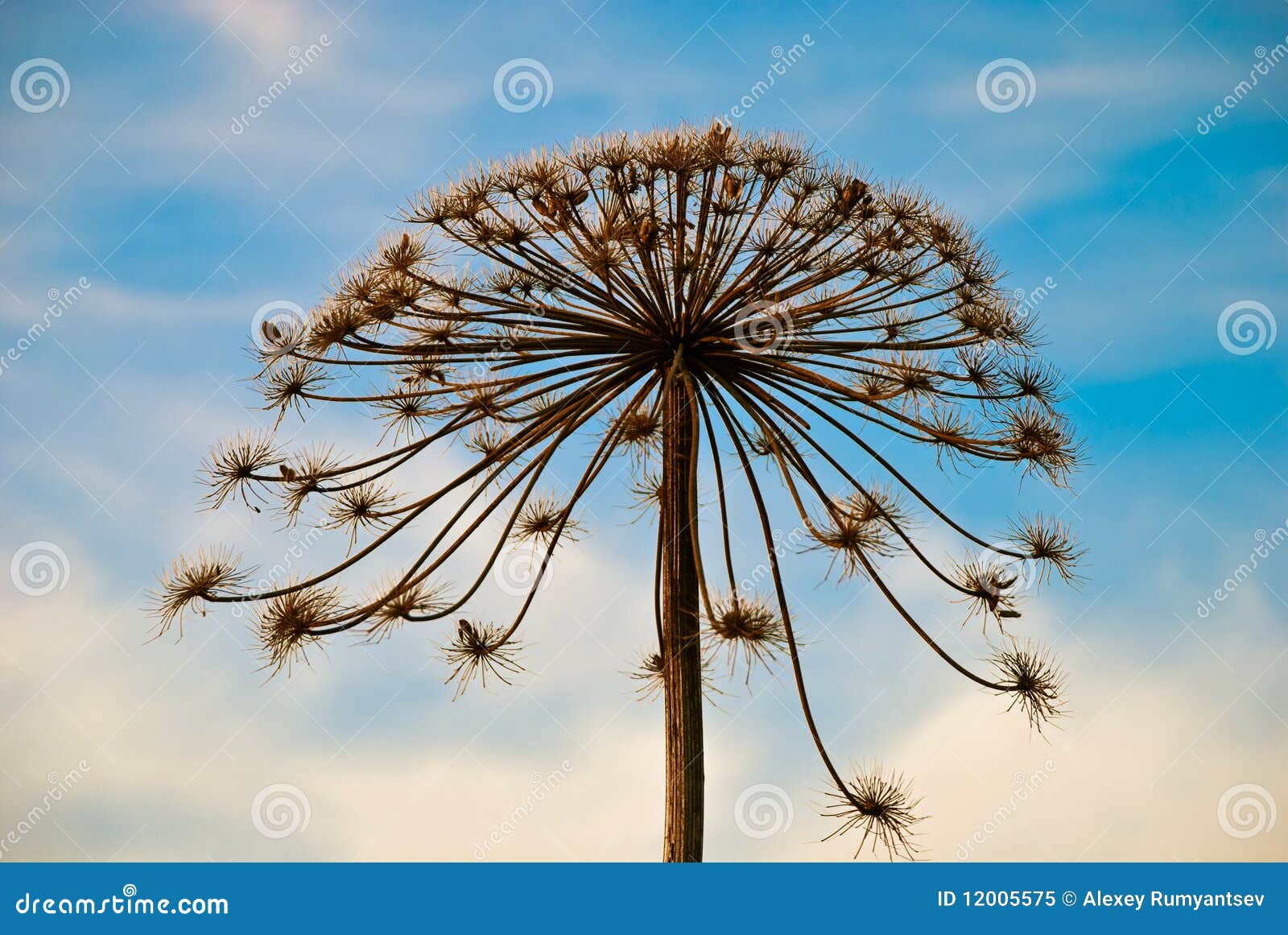 Fall season plant stock image. Image of horizon, grow - 12005575
