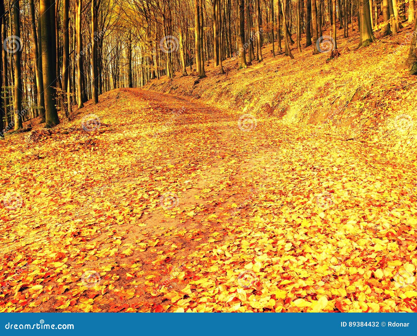 Fall Season. Sun through Trees on Path in Golden Forest Stock Photo ...