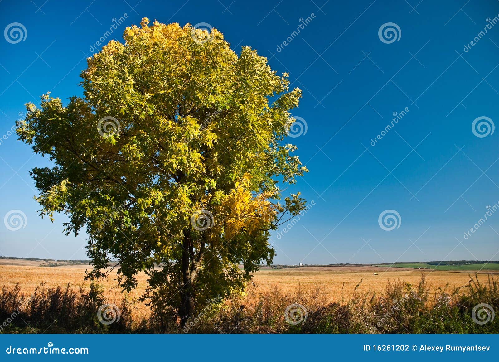Fall season tree stock photo. Image of roadside, place - 16261202