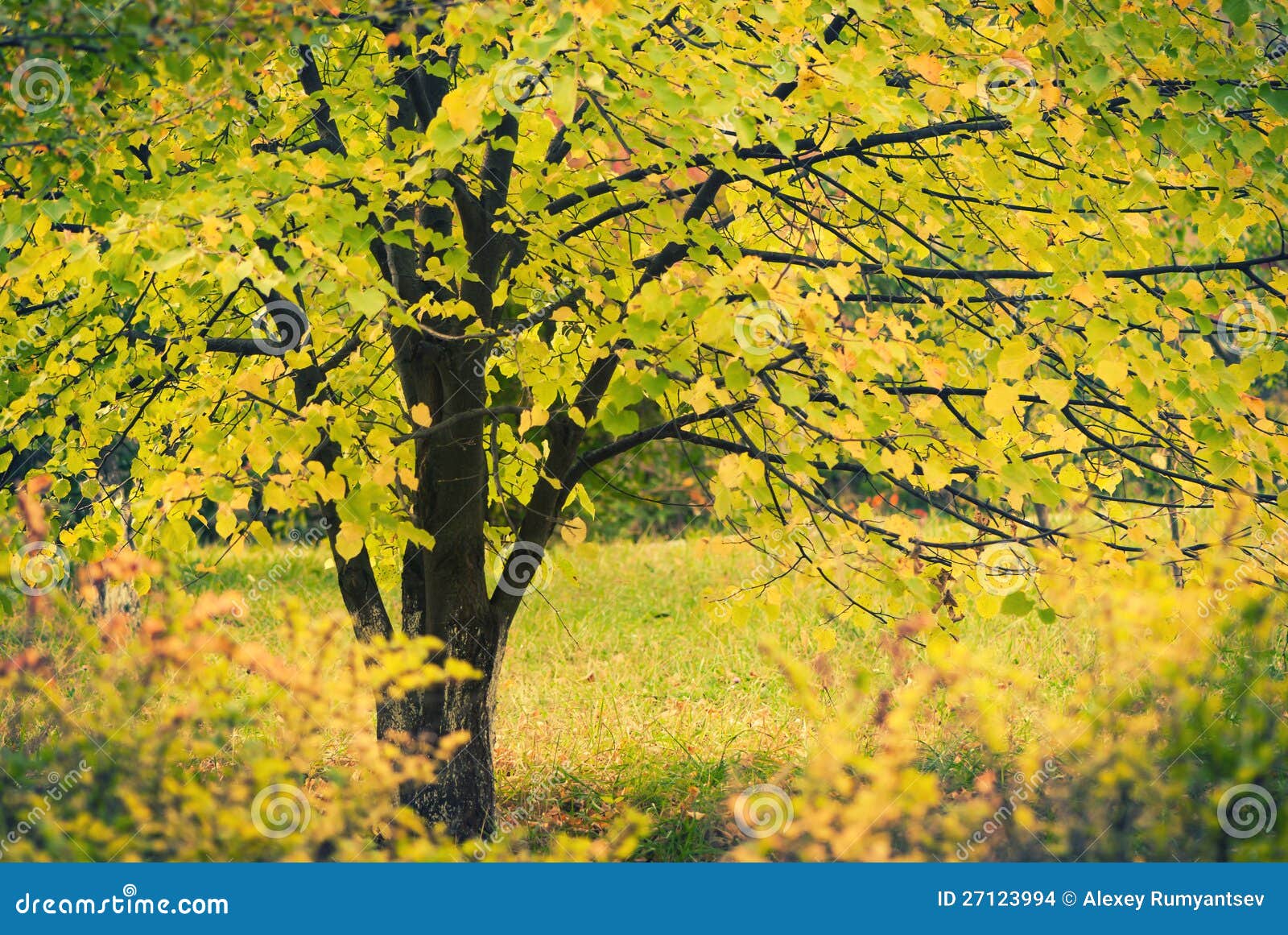 Fall season tree stock photo. Image of autumn, fall, closeup - 27123994