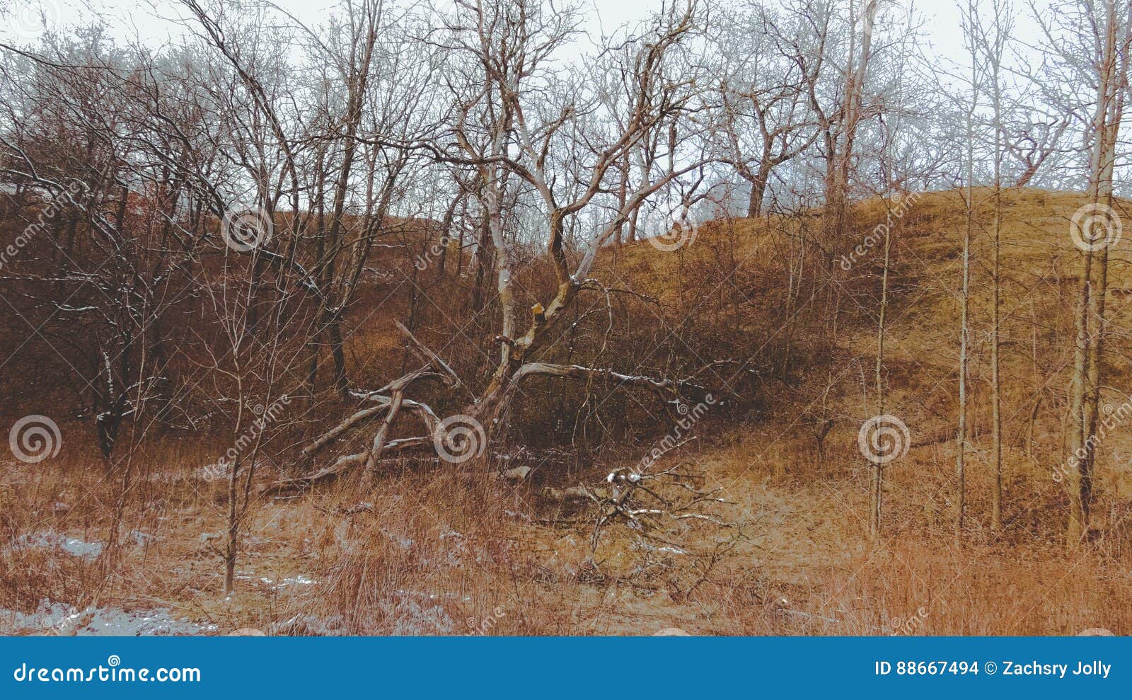 Fall Season Vintage Fade Tree Stock Photo - Image of sign, fade: 88667494