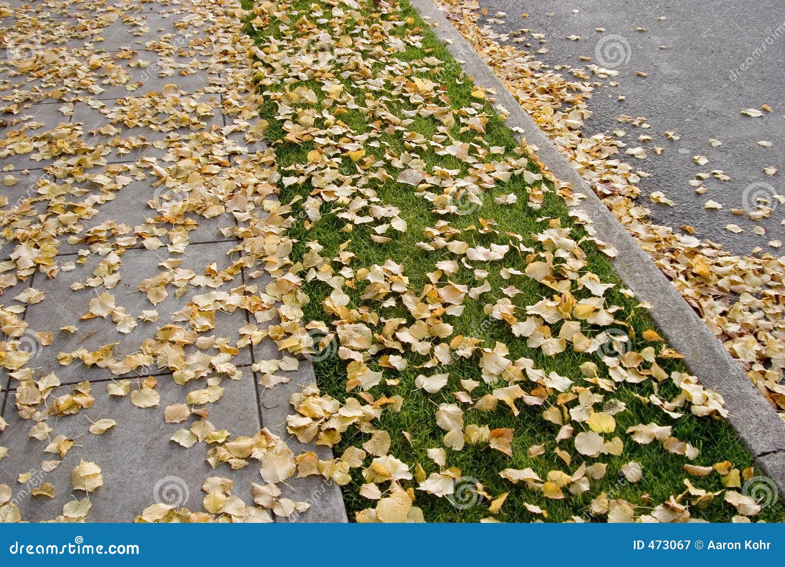 Fall Sidewalk Picture. Image: 473067