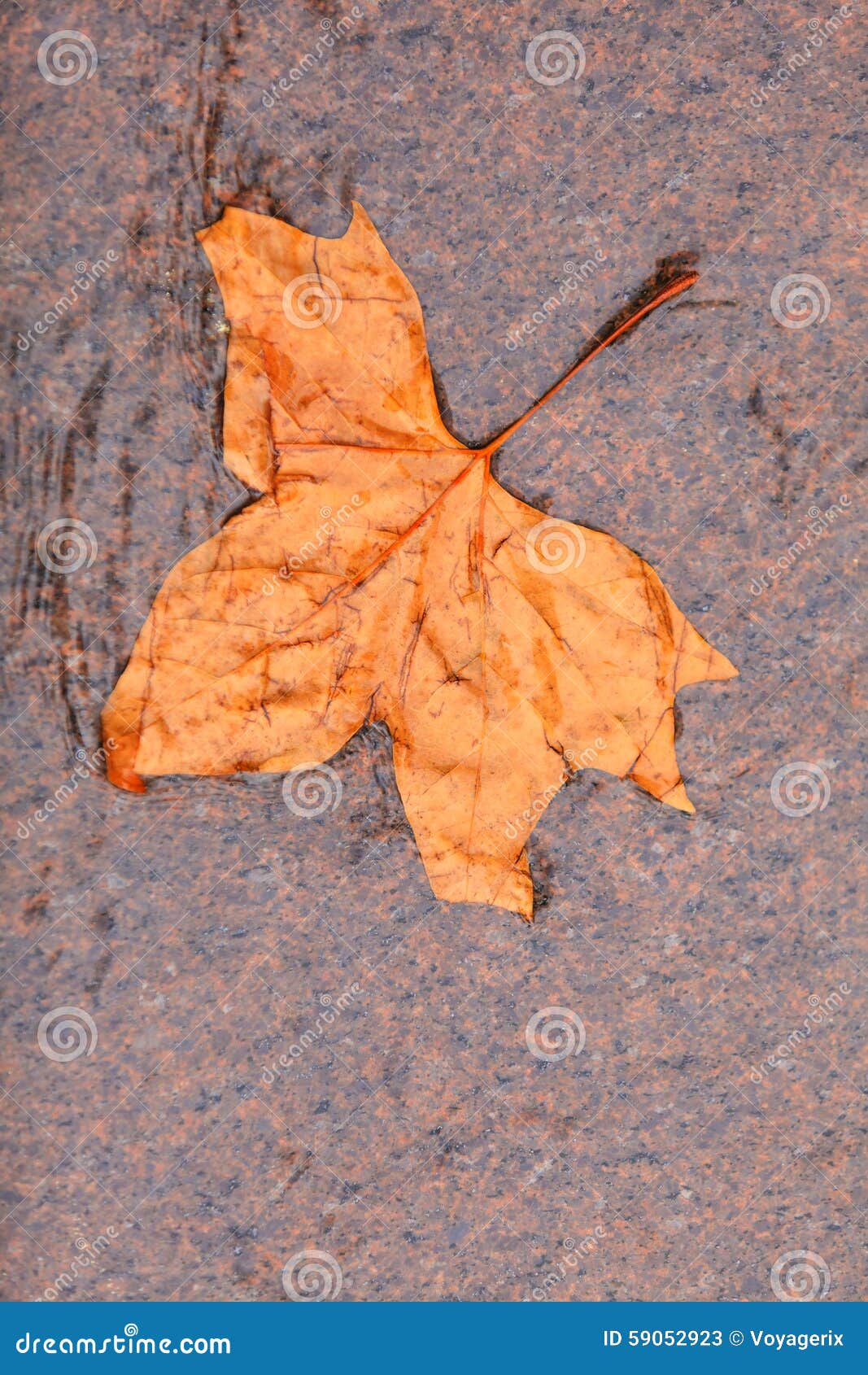 Fall. Single Autumn Maple Leaf on Ground Stock Image - Image of maple ...