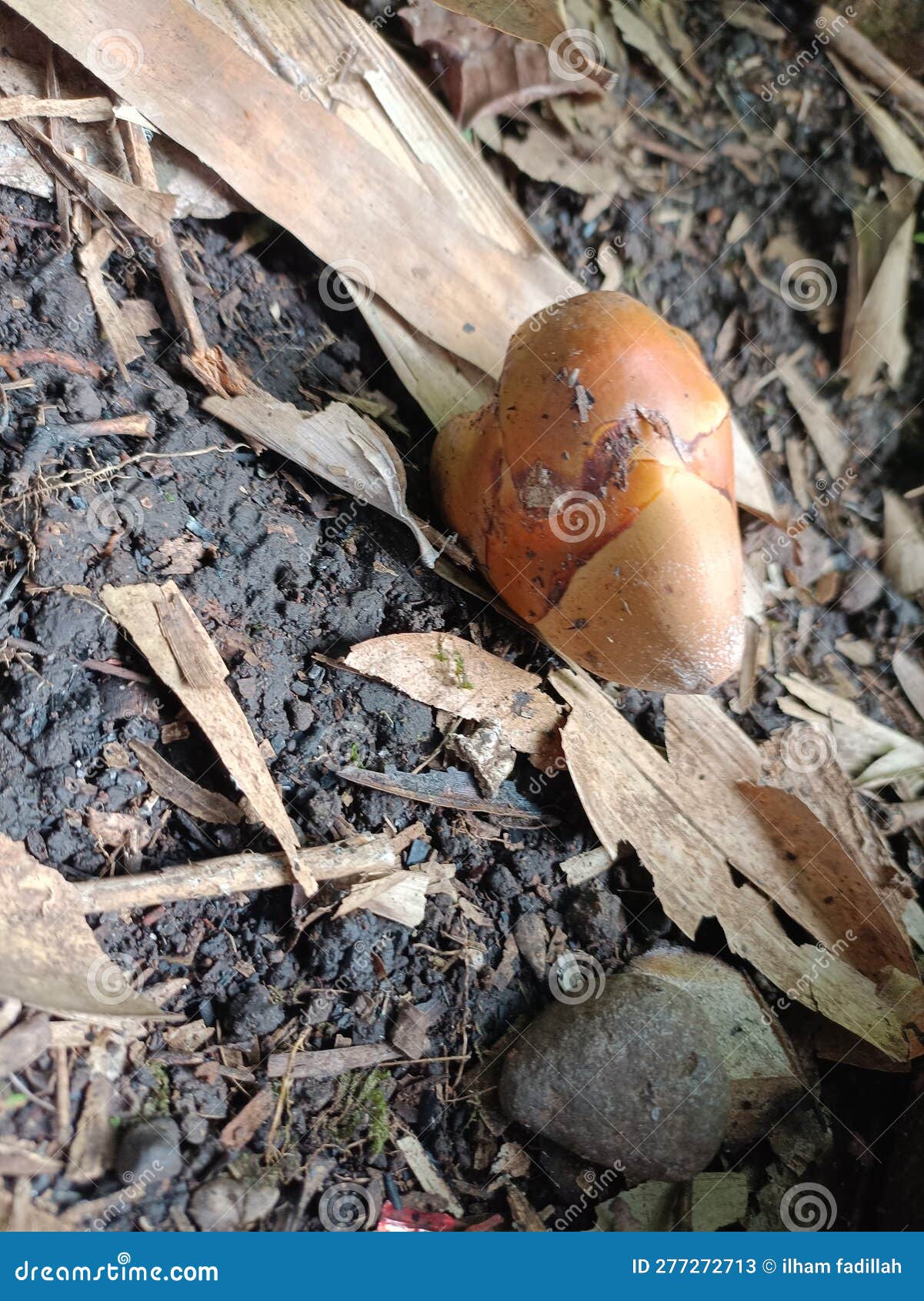 The Fall Small Coconut at the Land Leaf Stock Image - Image of leaf ...
