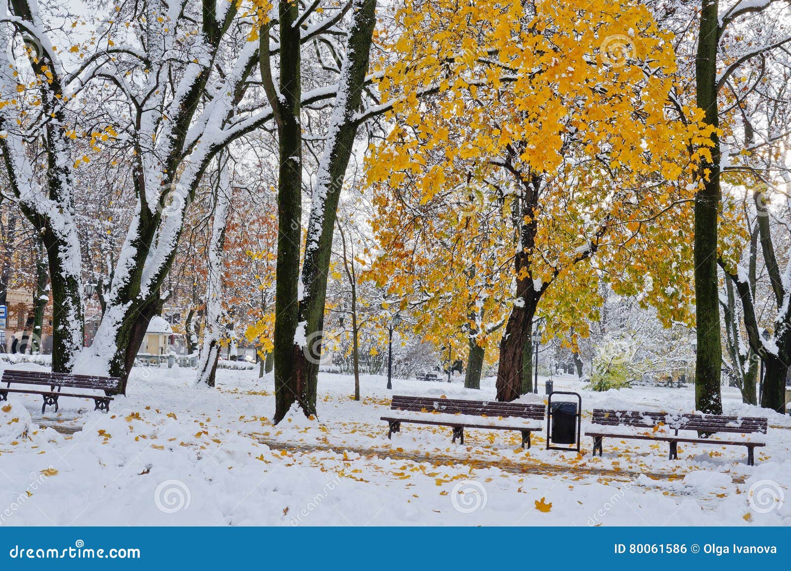 Fall and snow stock photo. Image of leaf, bright, fall - 80061586