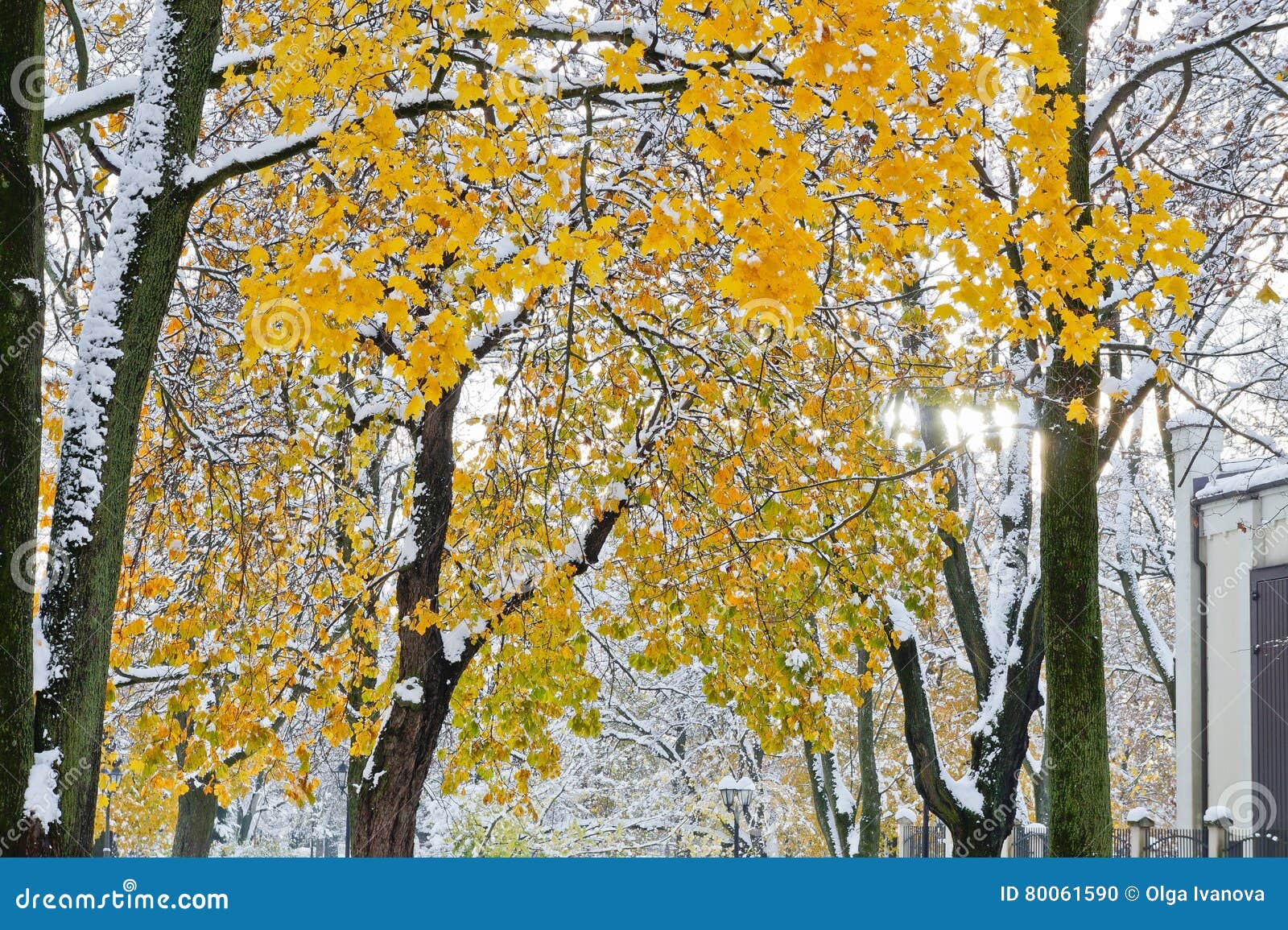 Fall and snow stock photo. Image of landscape, frozen - 80061590