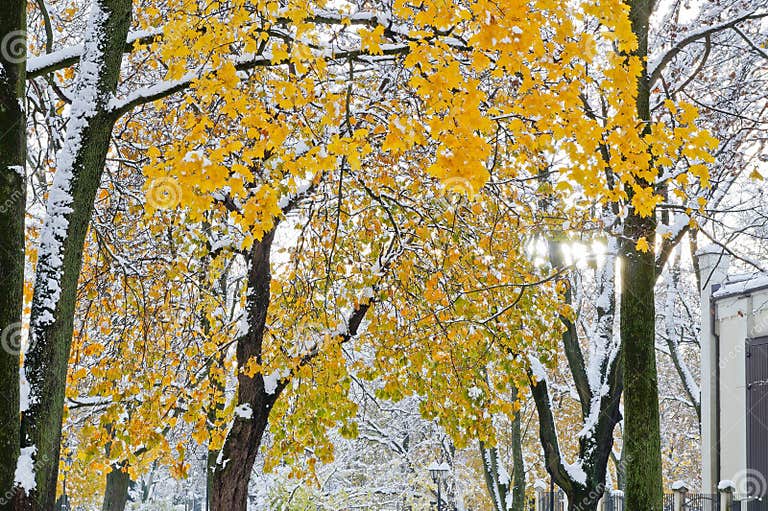 Fall and snow stock photo. Image of landscape, frozen - 80061590